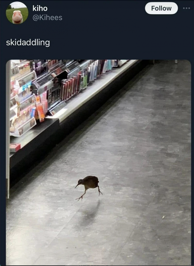 skidaddling – Introduction to Environment & Sustainability