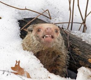 November 2025 – Introduction to Environment & Sustainability