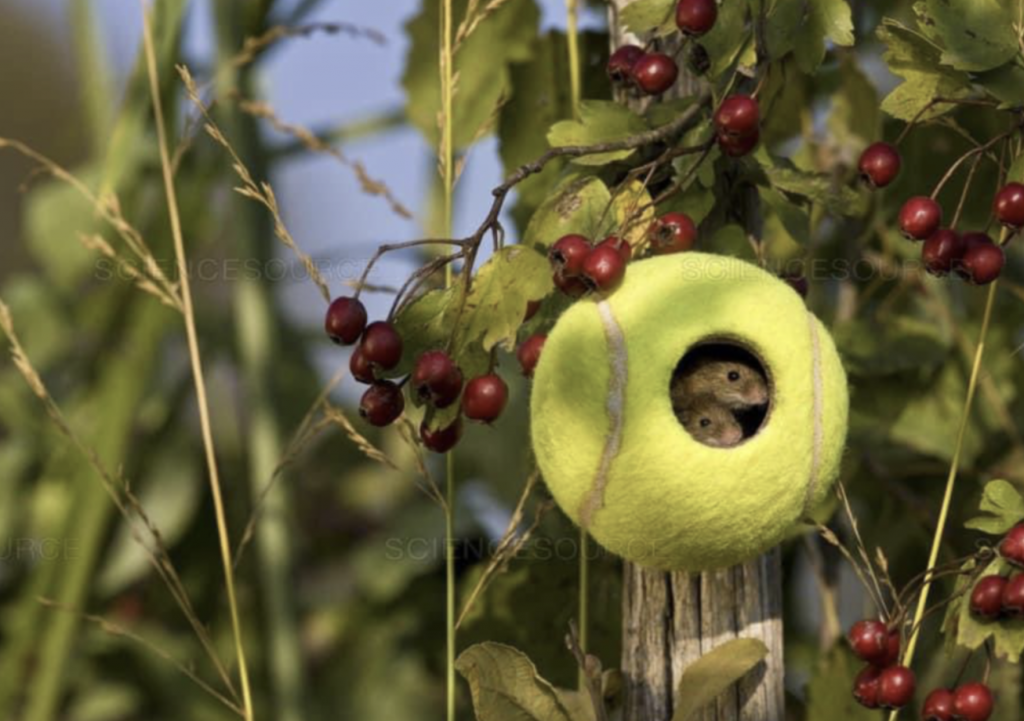 Class Project Ideas – Introduction to Environment & Sustainability