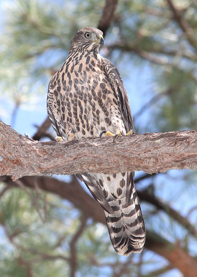 Student Q&A: Medieval Fae – The Trident